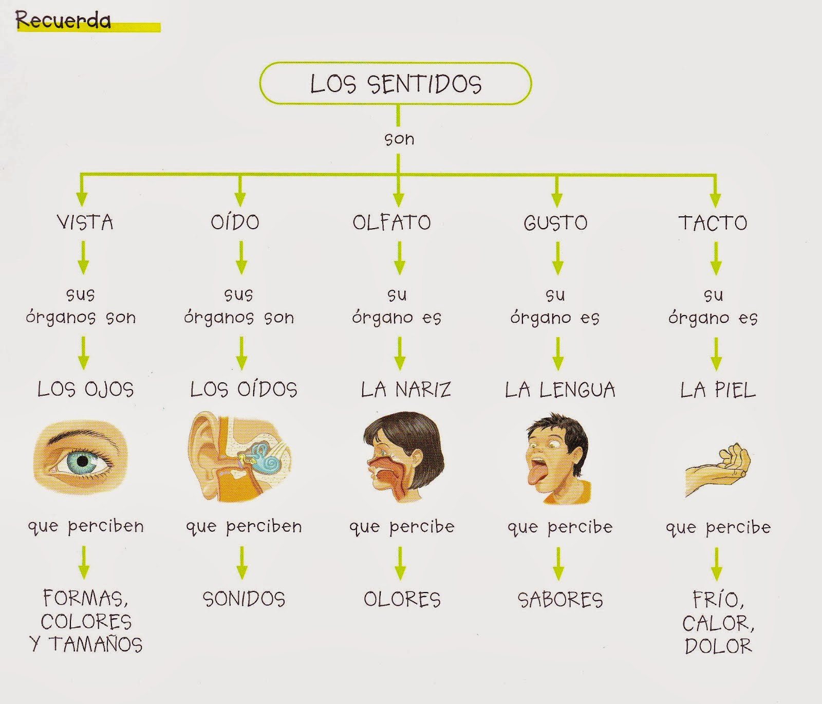 Primer Ciclo colegio Agustina de Aragón : THE FIVE SENSES/LOS CINCO ...